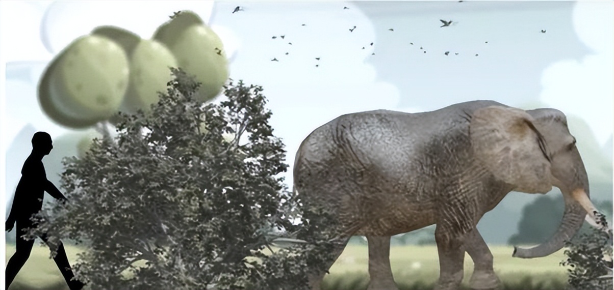 animals that humans cannot tame - iMedia