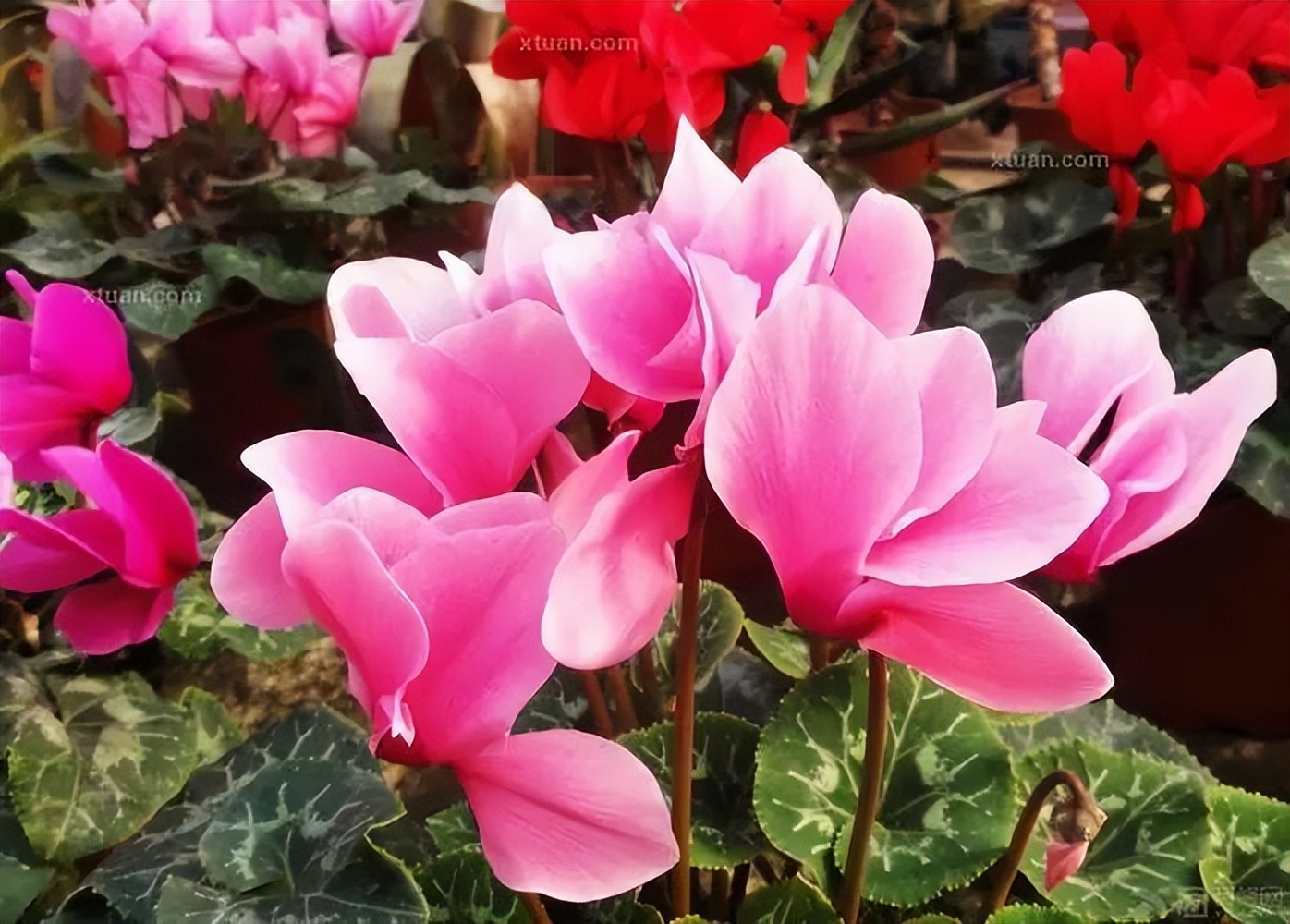 [Flower Knowledge Camp] 5 kinds of flowers that are the most difficult ...