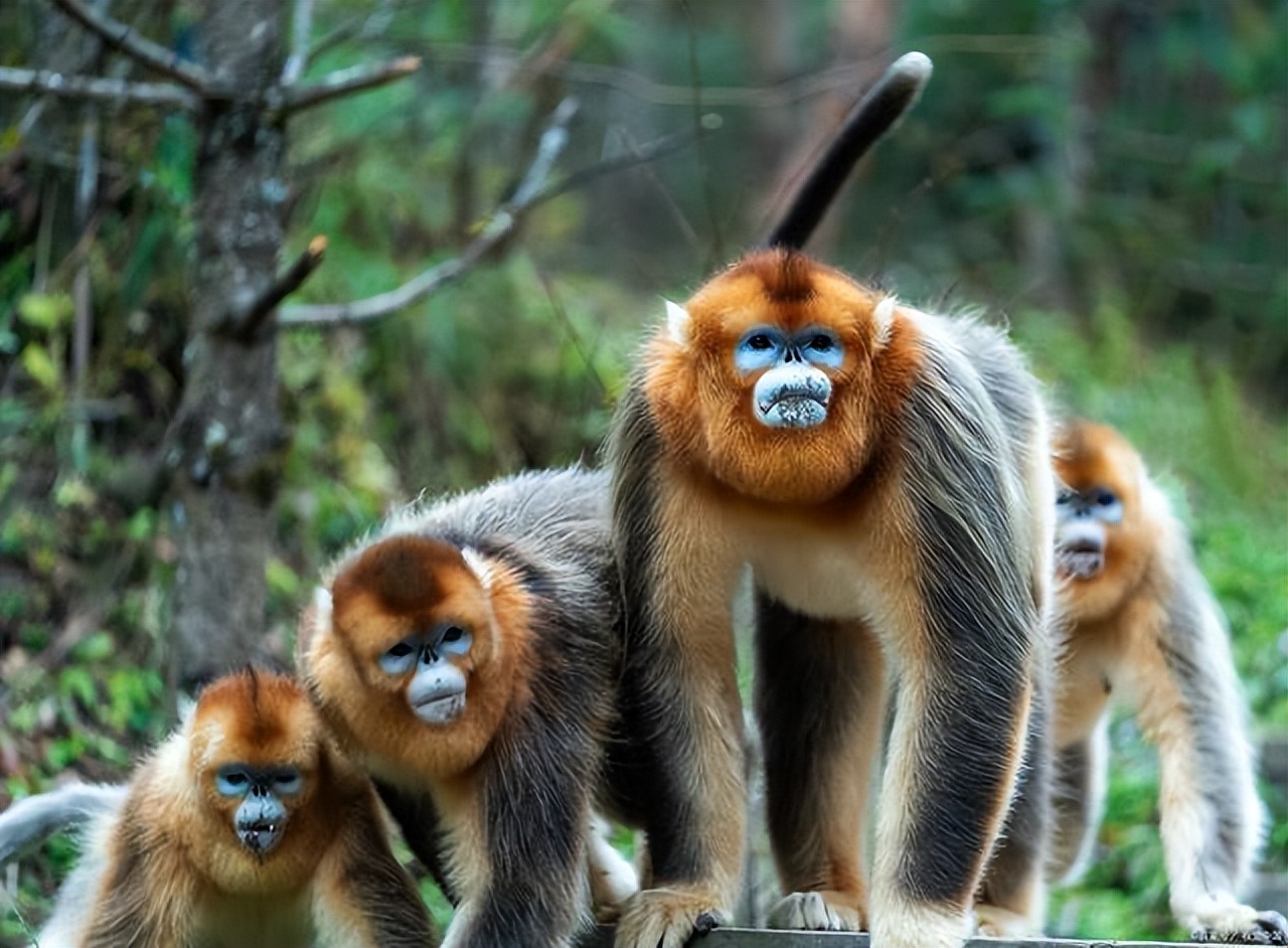 Do you know which animals represent the provinces? - iMedia