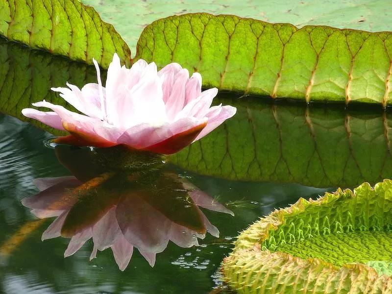 National Botanical Garden summer king lotus - iNEWS