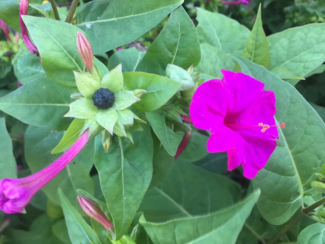 Mirabilis, why are there so many names? - iMedia