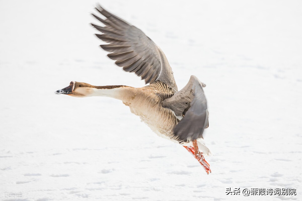 Everywhere in life knows what is like, it should be like Feihong ...