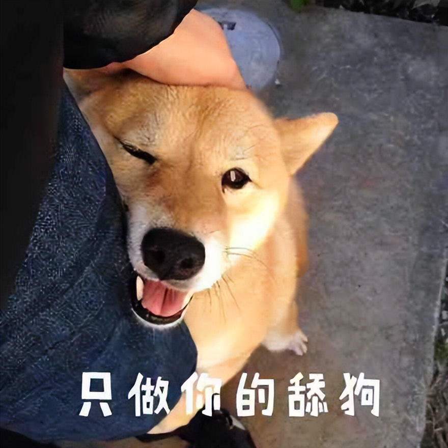 If you don't understand these 6 "way of apology" for dogs, don't say ...
