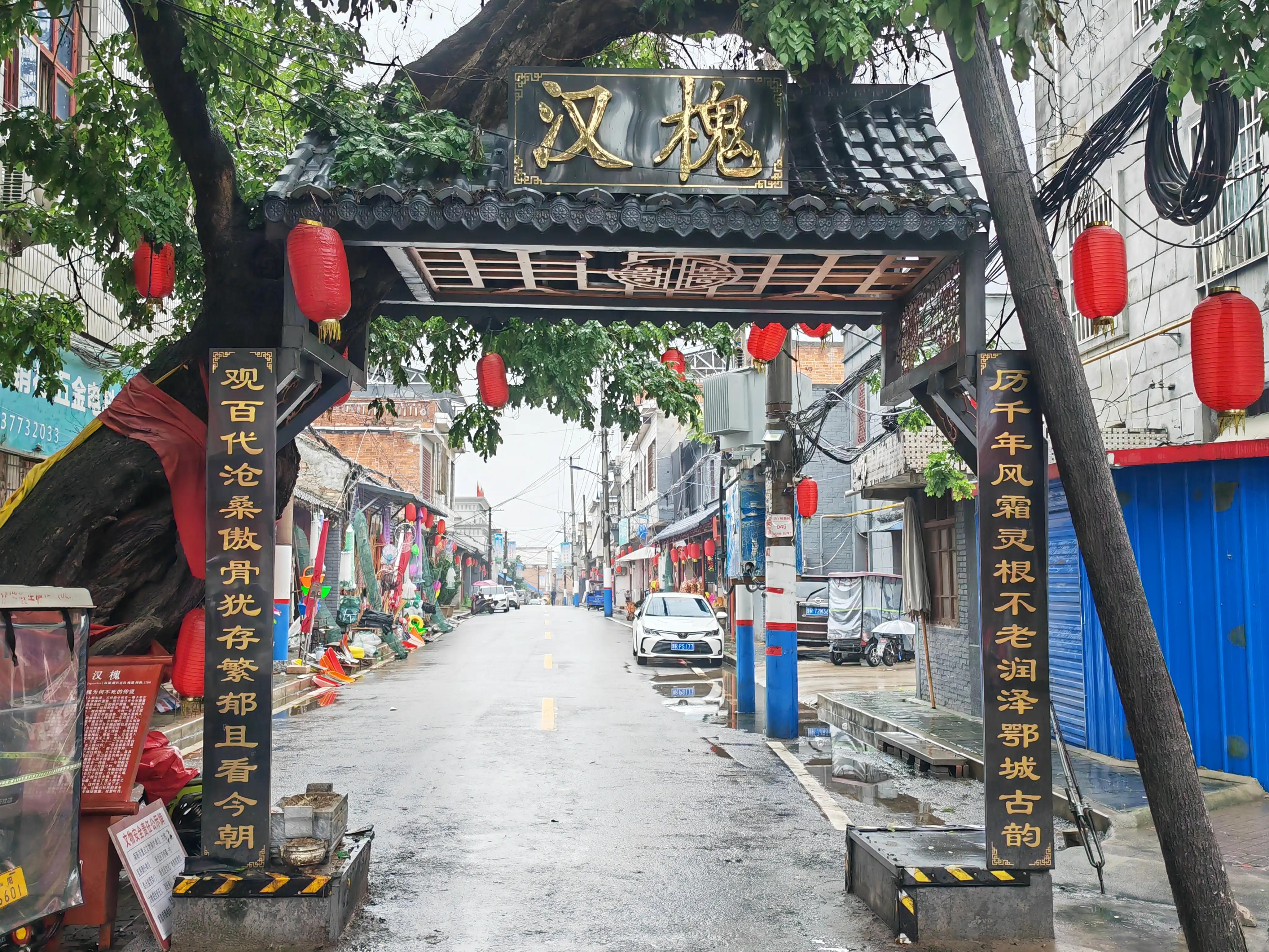 Nanyang Stone Bridge Millennium Han Huai Tree - iNEWS