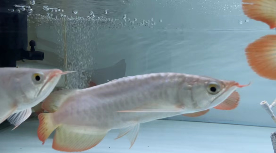 Choosing the right arowana size is important! - iMedia
