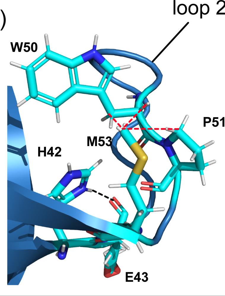 How the interaction between SilE, SilF and SilB proteins contributes to ...