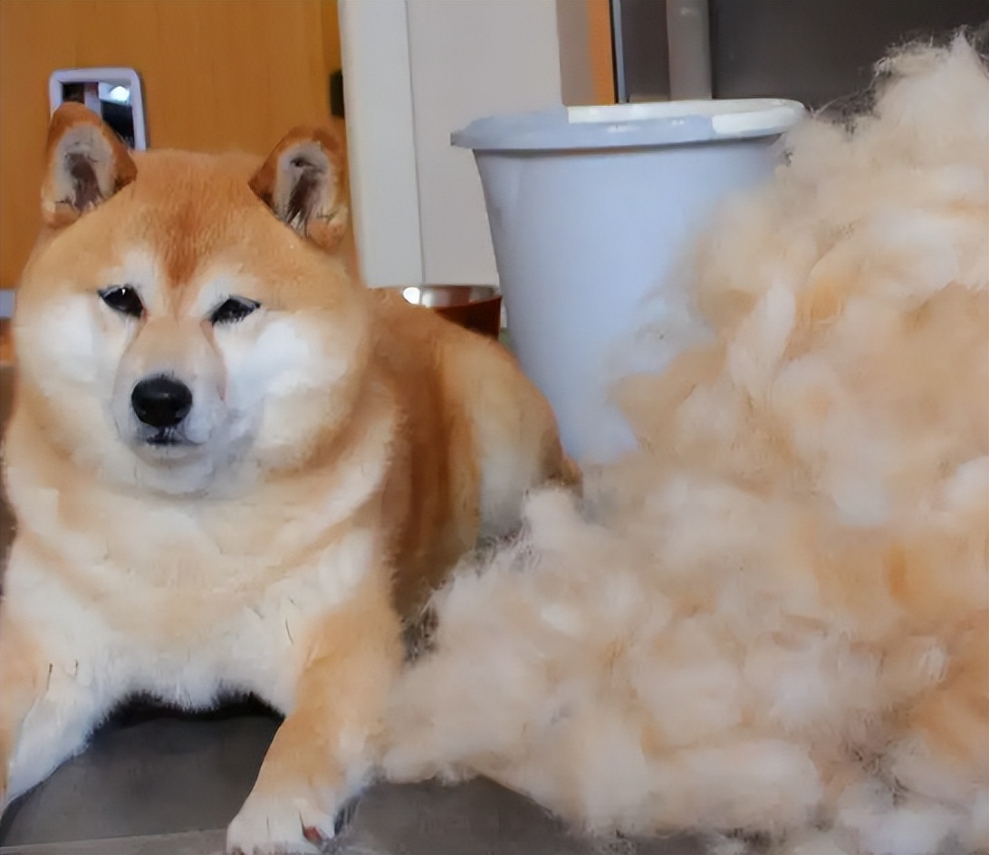 Shiba Inu, you are my god!Raise a Shiba Inu - iNEWS