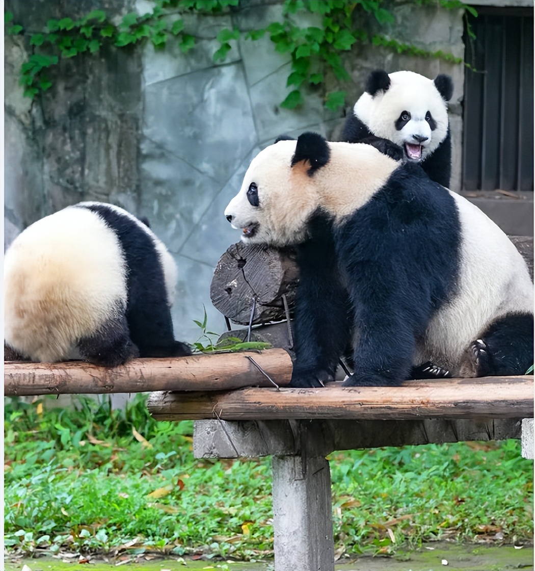 Midea officially announced the adoption of the giant panda Yu Ke Yu Ai ...