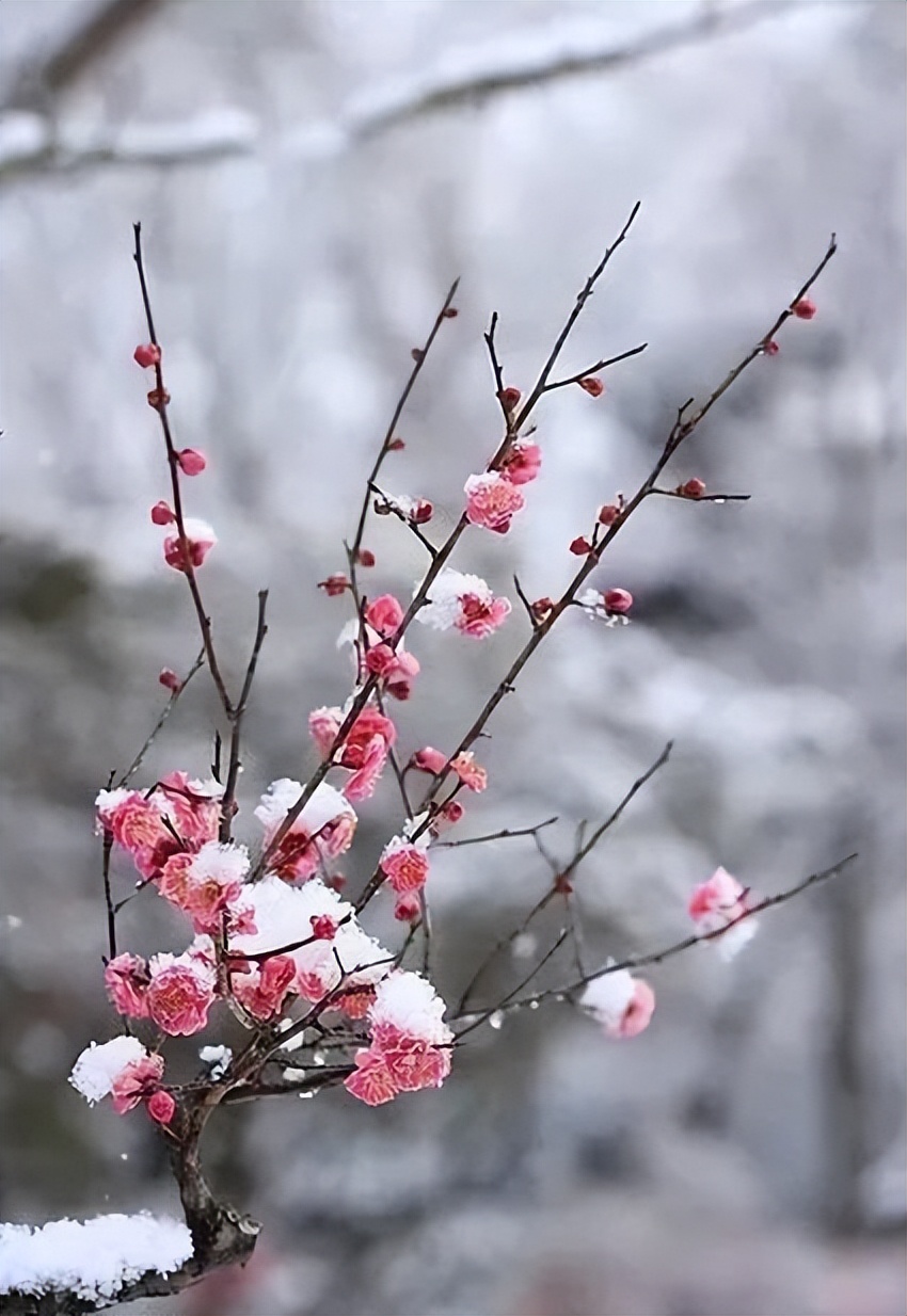 Zheng Banqiao's unpopular poem about plum blossoms, in just 28 ...