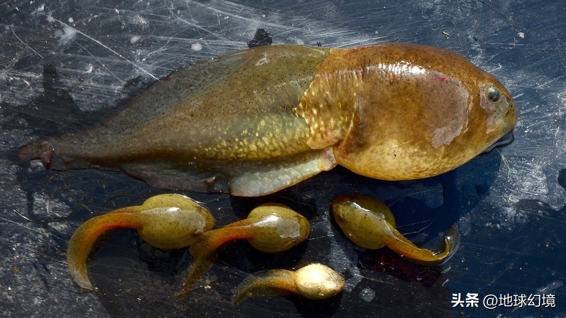 24 weird pictures: the lizard was stabbed to death by the shrike on the branch, the nest of the ...