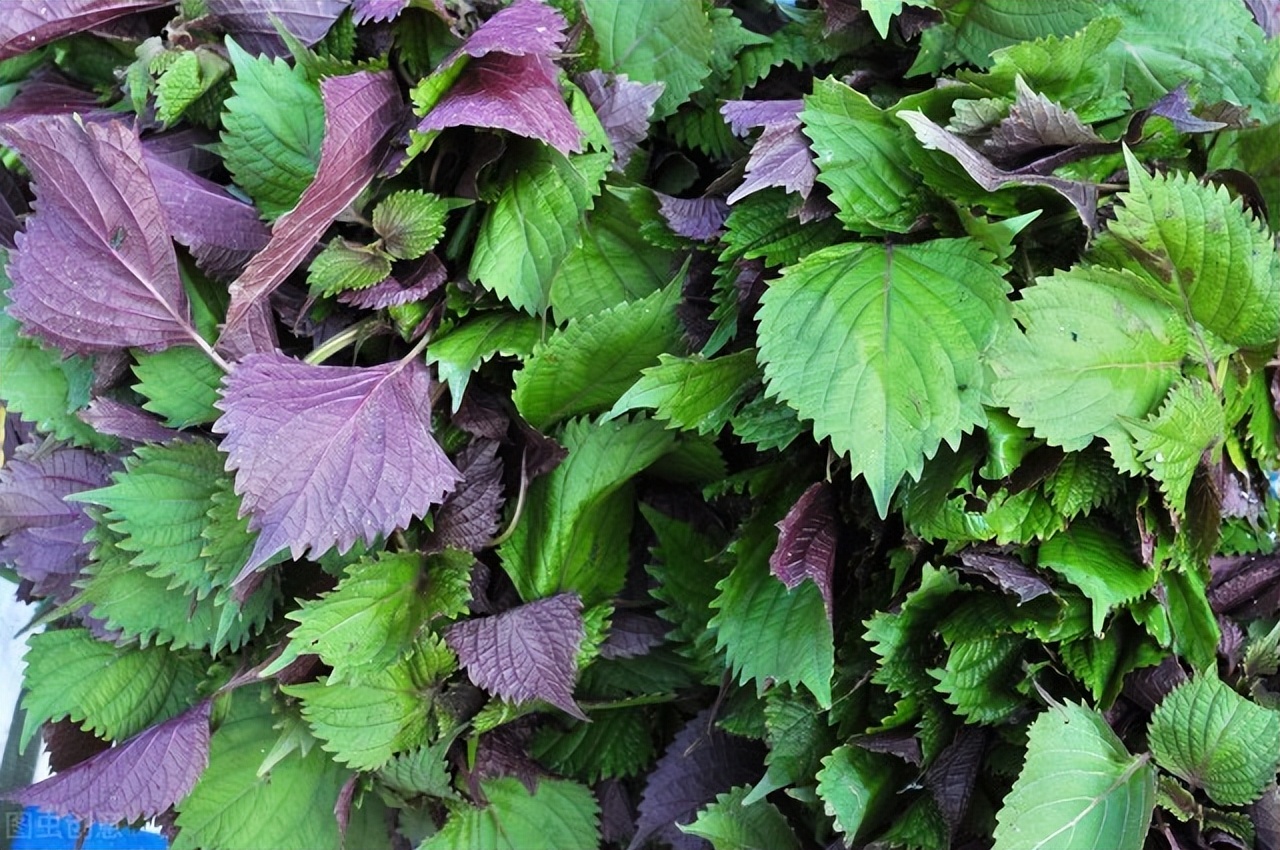 Talking about traditional Chinese medicine: perilla leaves, perilla ...