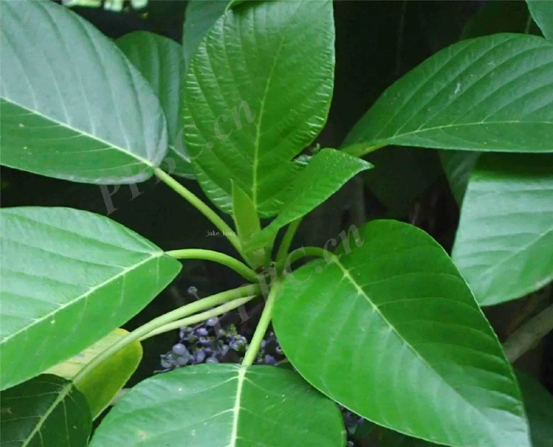 The biting dog is not a dog, but a rare plant. If it is accidentally ...