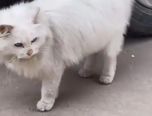 The Linqing lion cat is as good as a puppet. Why are few people raising ...