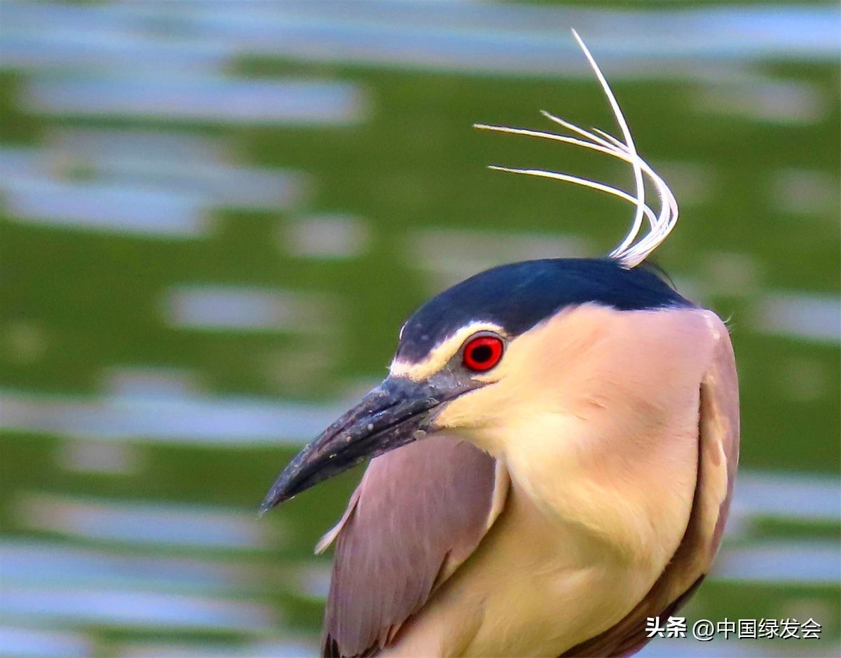 Super cool! night heron tightrope walk - iMedia