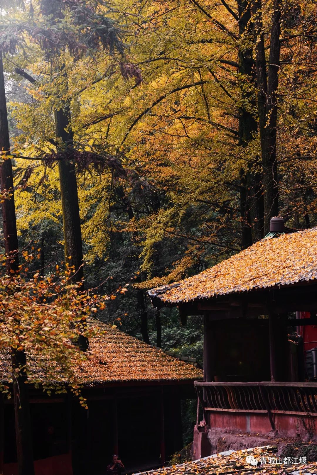 The latest Ginkgo map in 2022 is released!Dujiangyan's "7 Most ...