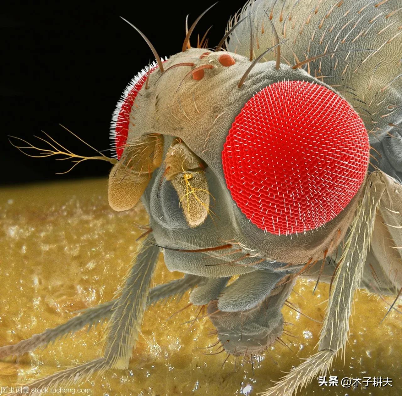 Morgan: The Father of Modern Genetics - iNEWS