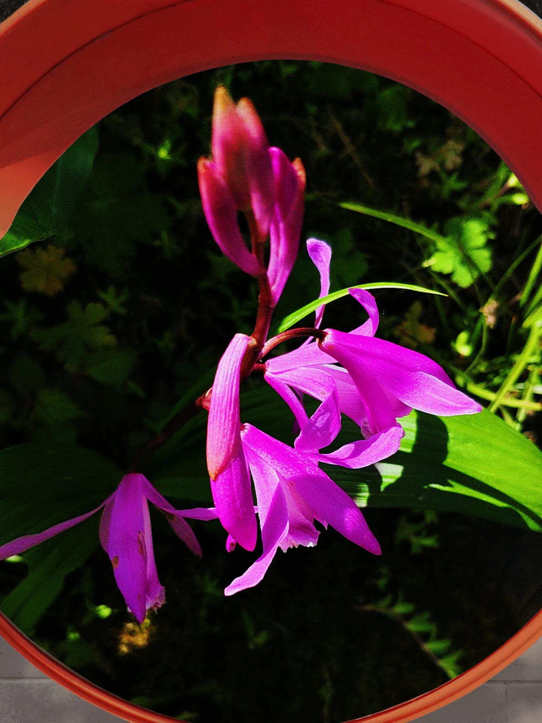 Bai Ji (photographed by mobile phone) - iMedia