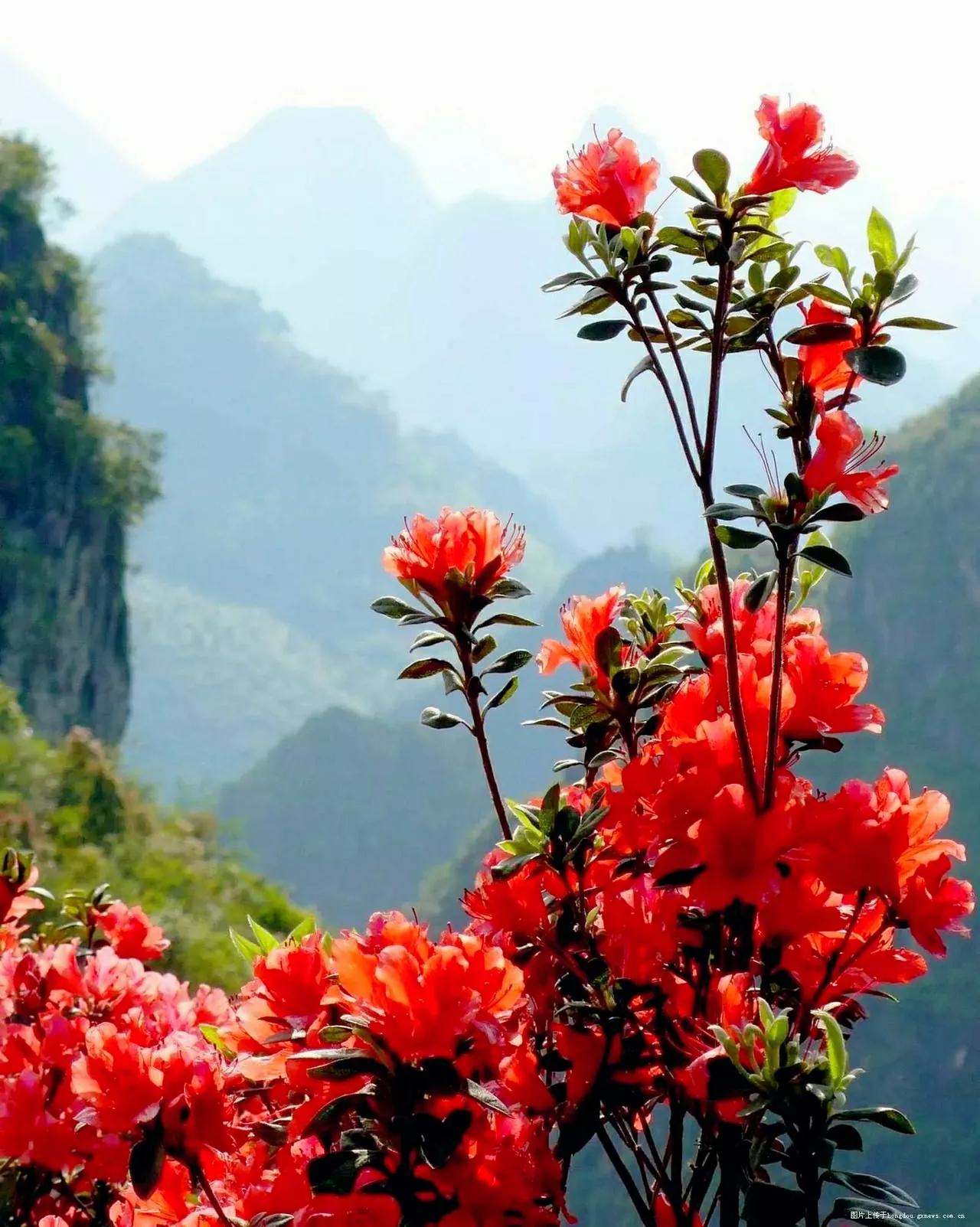 "Azalea" is the most beautiful scenery in the mountains - iMedia