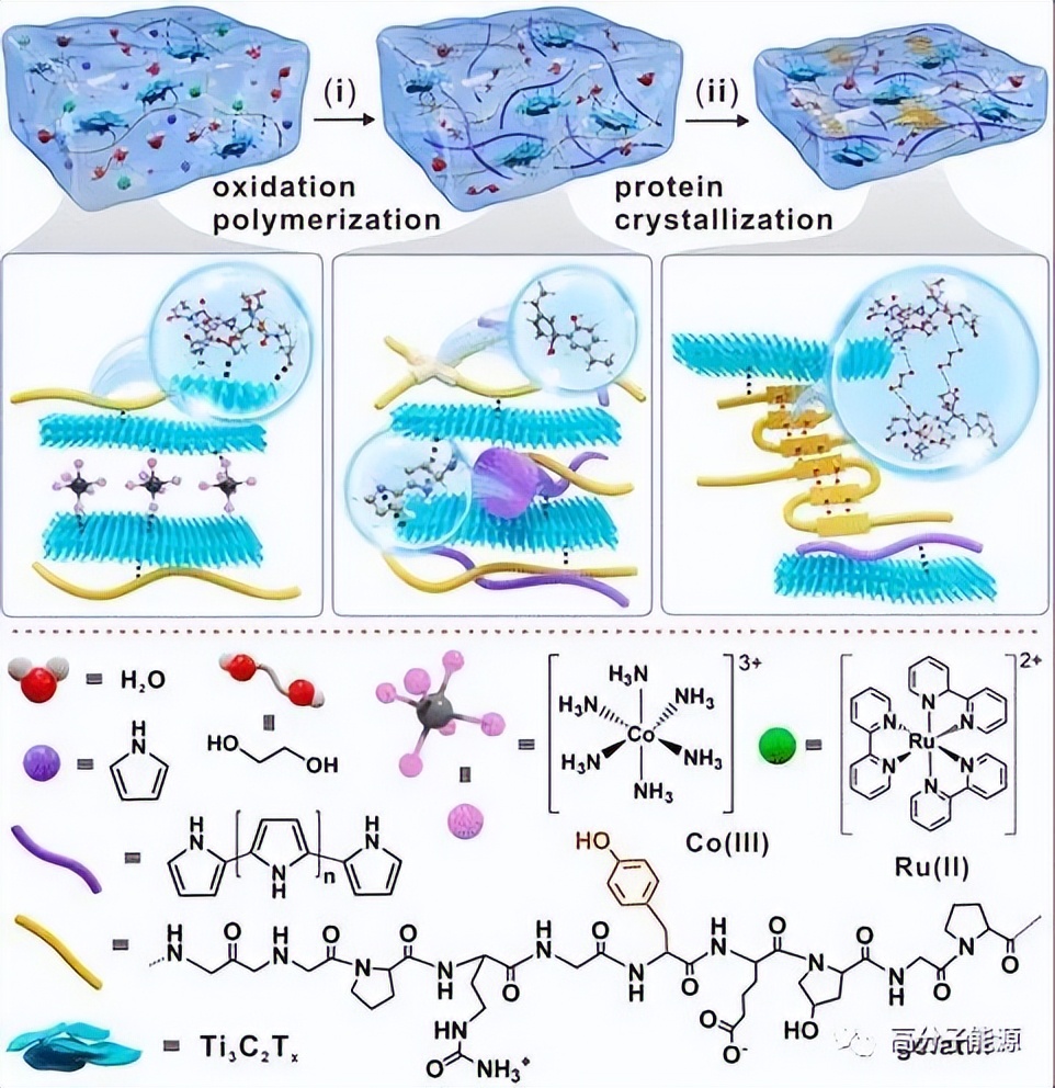 High-performance conductive organic hydrogel mediated by protein ...