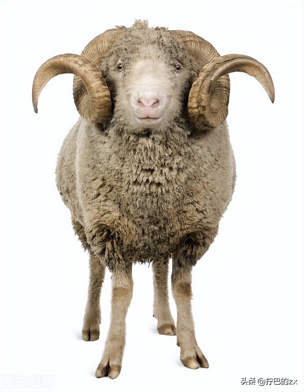 Sheep · Good · Pot (Bad) - iNEWS
