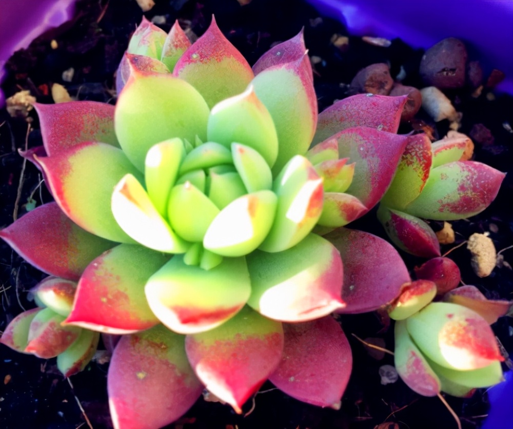 Succulent varieties: grapes, thin makeup, red mandarin lotus, lime ...