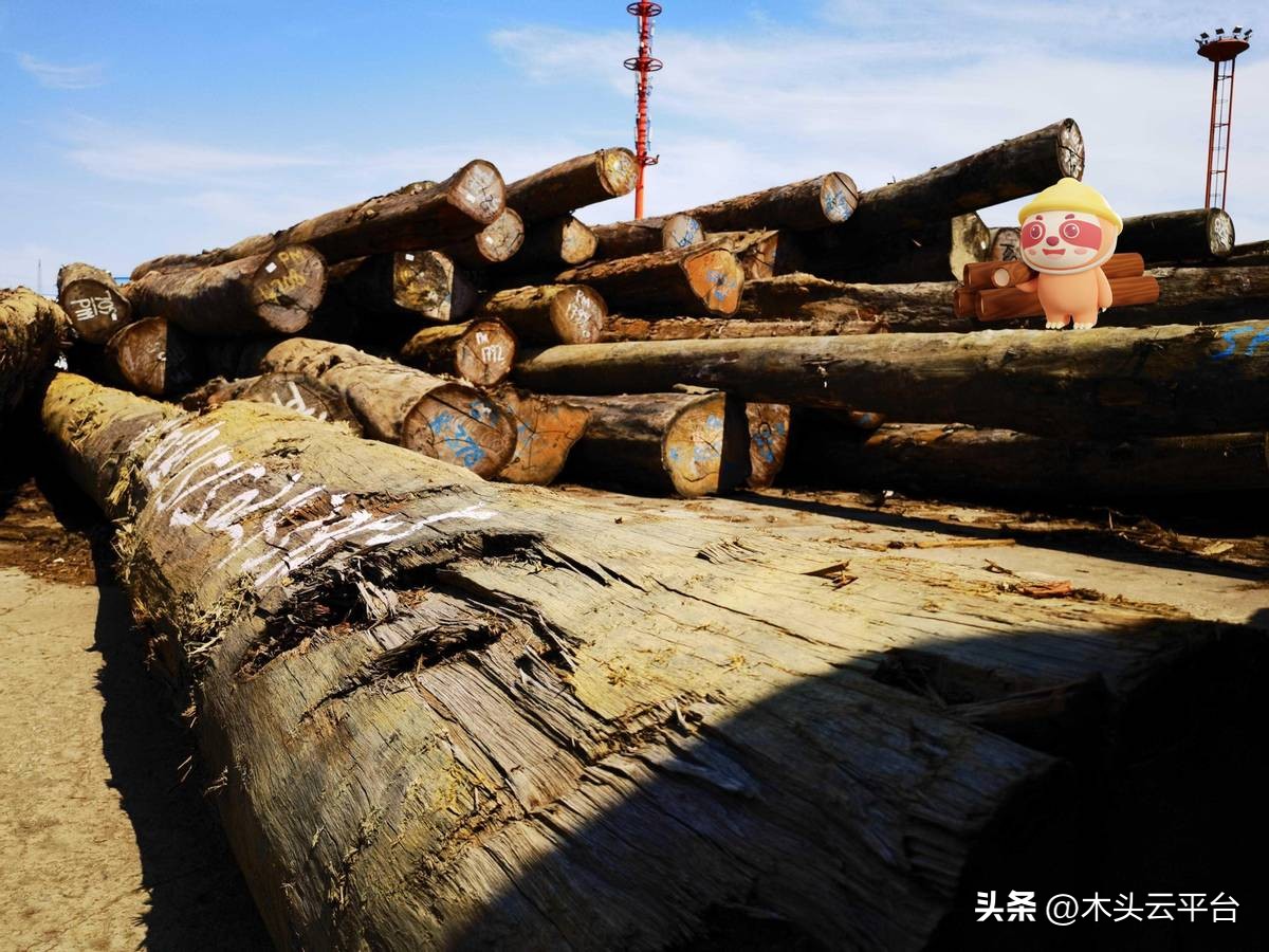 Cameroon: Log export ban is necessary - iNEWS