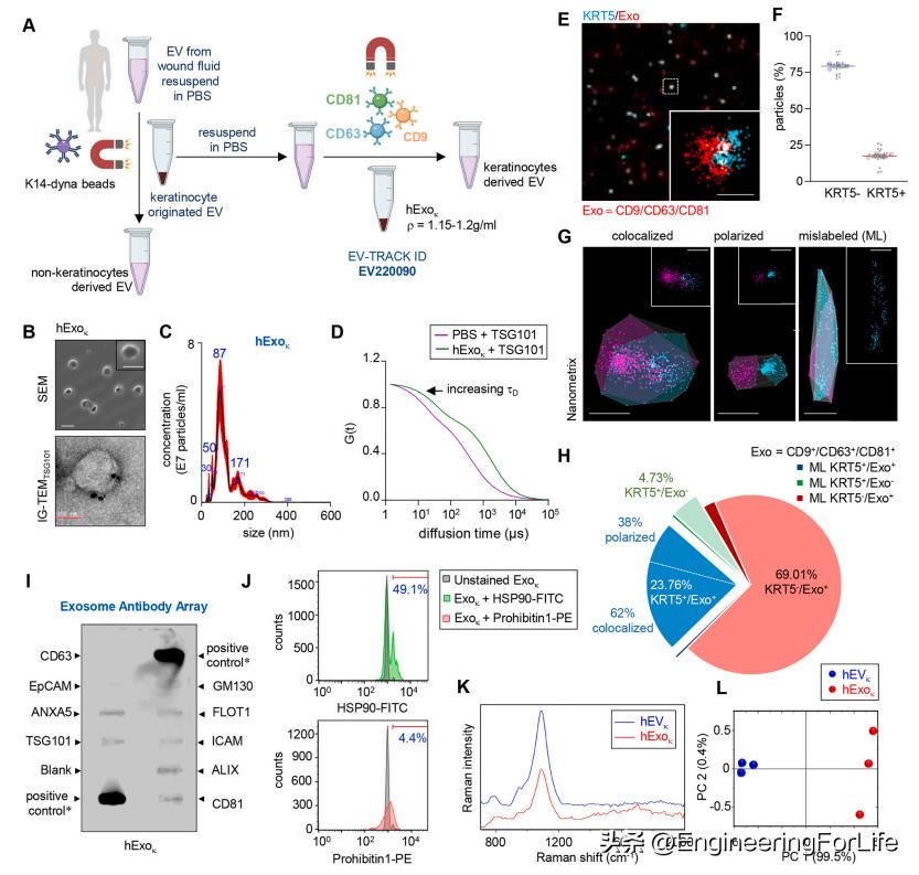 "Nano Today": Isolation and characterization of "messenger" exosomes ...