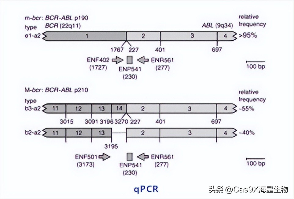 HyCyte® Fusion Gene Assay and RNA Standards - iMedia