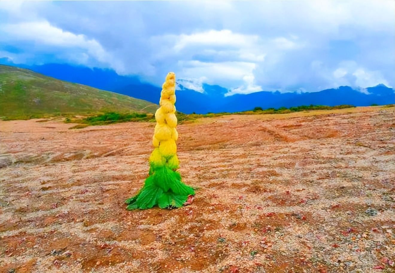 The 2-meter-tall "cabbage" on the Sichuan-Tibet line is not a protected ...