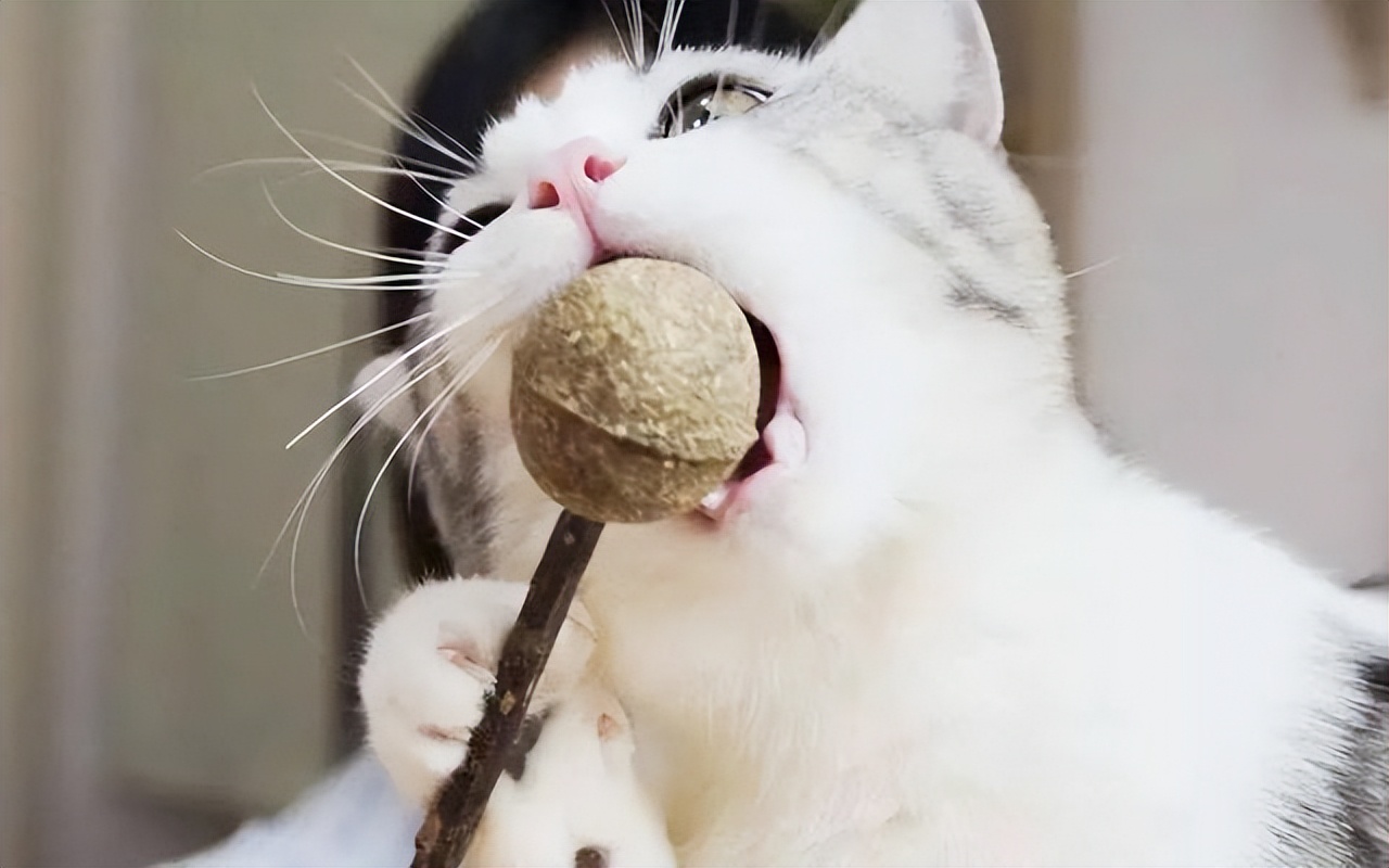 Why do cats become "confused" after smoking catnip? - iNEWS