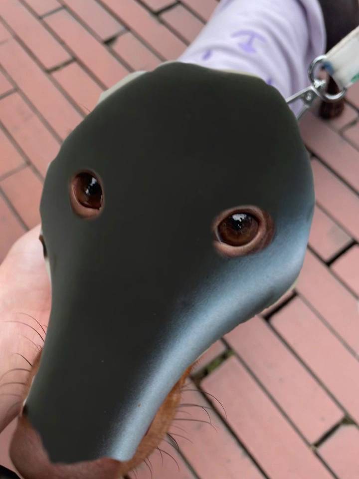 Zhao Lusi's dog is hotter than herself? Passers-by actually recognized ...