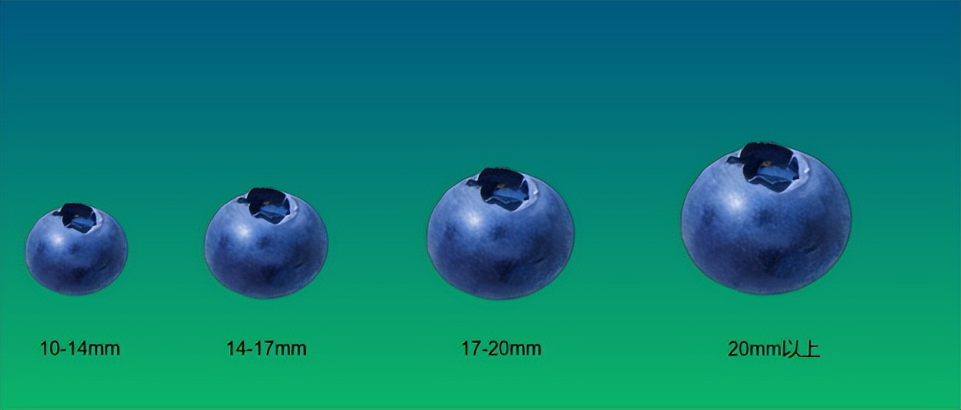 Is the "super fruit" blueberry really so magical? - iMedia