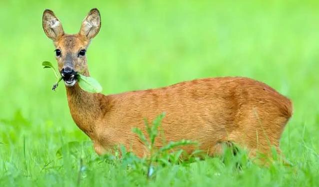 As the first "divine beast" in the Northeast, how stupid is the silly ...