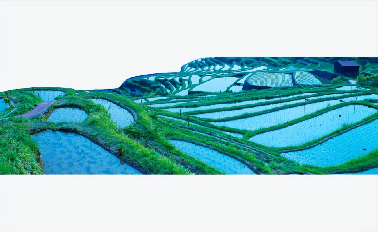 Ten rice field poems, desert paddy fields, green rice seedlings, the ...