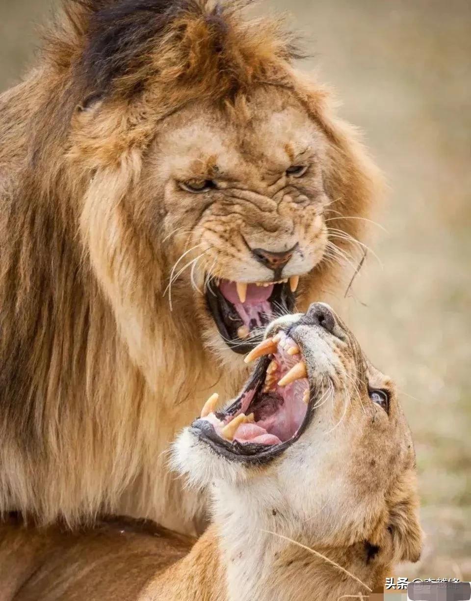 What is the lion most afraid of? What basis? - iMedia