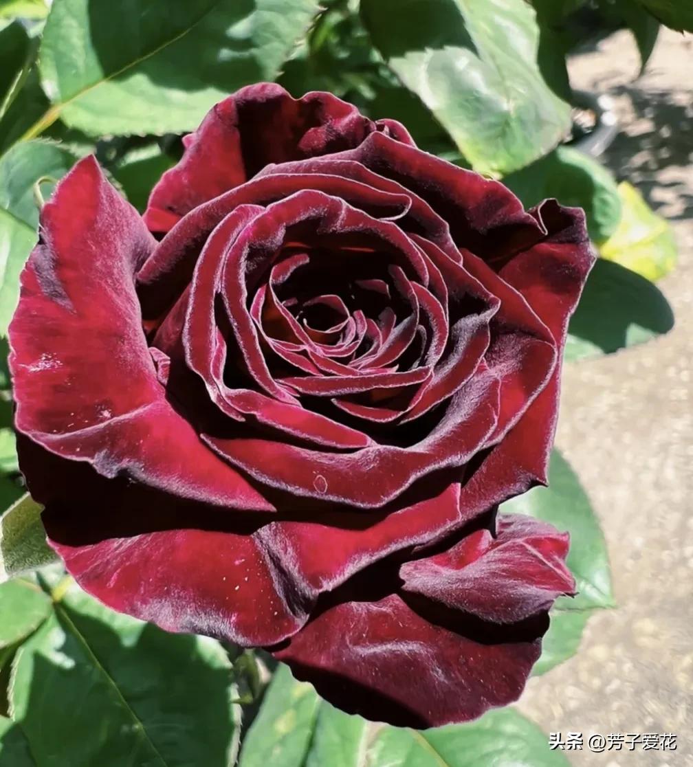 Cool and elegant, high-grade velvet texture - black buck rose - iNEWS