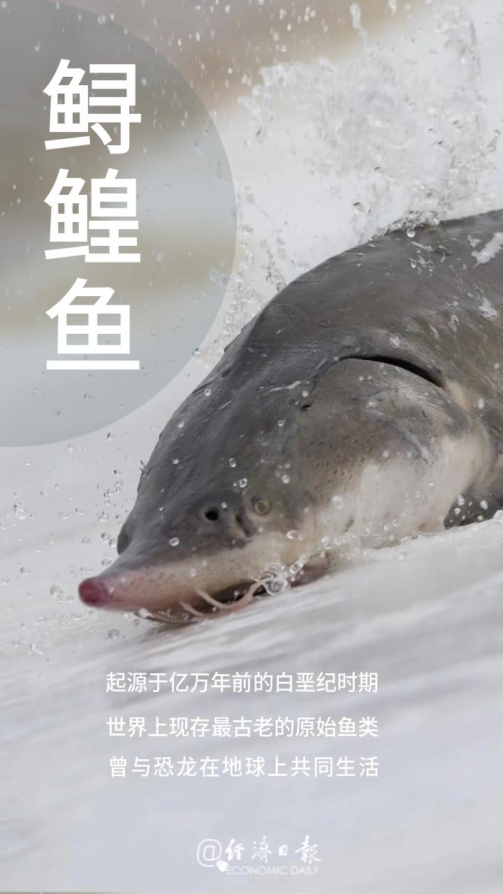 The oldest primitive fish, full of treasures - iNEWS