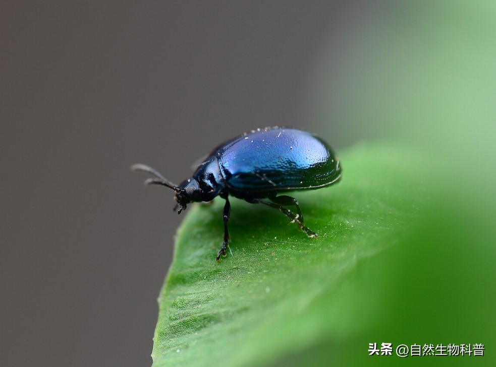 Insects are disappearing at an alarming rate with catastrophic impact ...