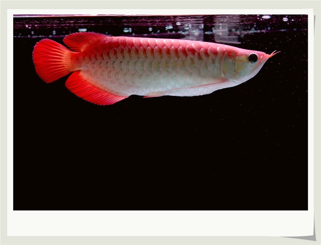 prehistoric fish - iNEWS