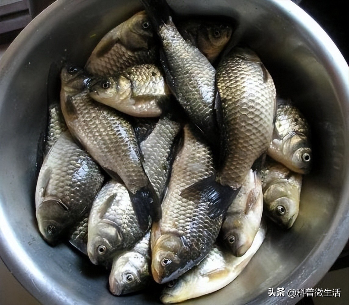 Shangqiu bad fish - iMedia