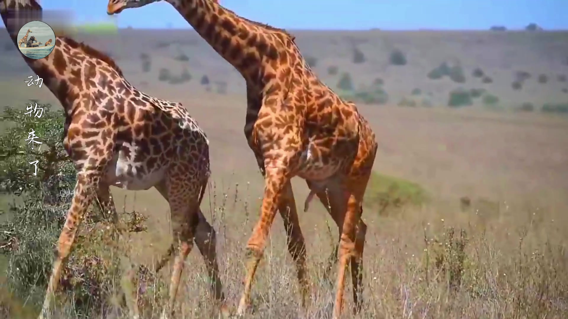 The giraffe's neck was broken and turned into a Z shape, and the neck ...