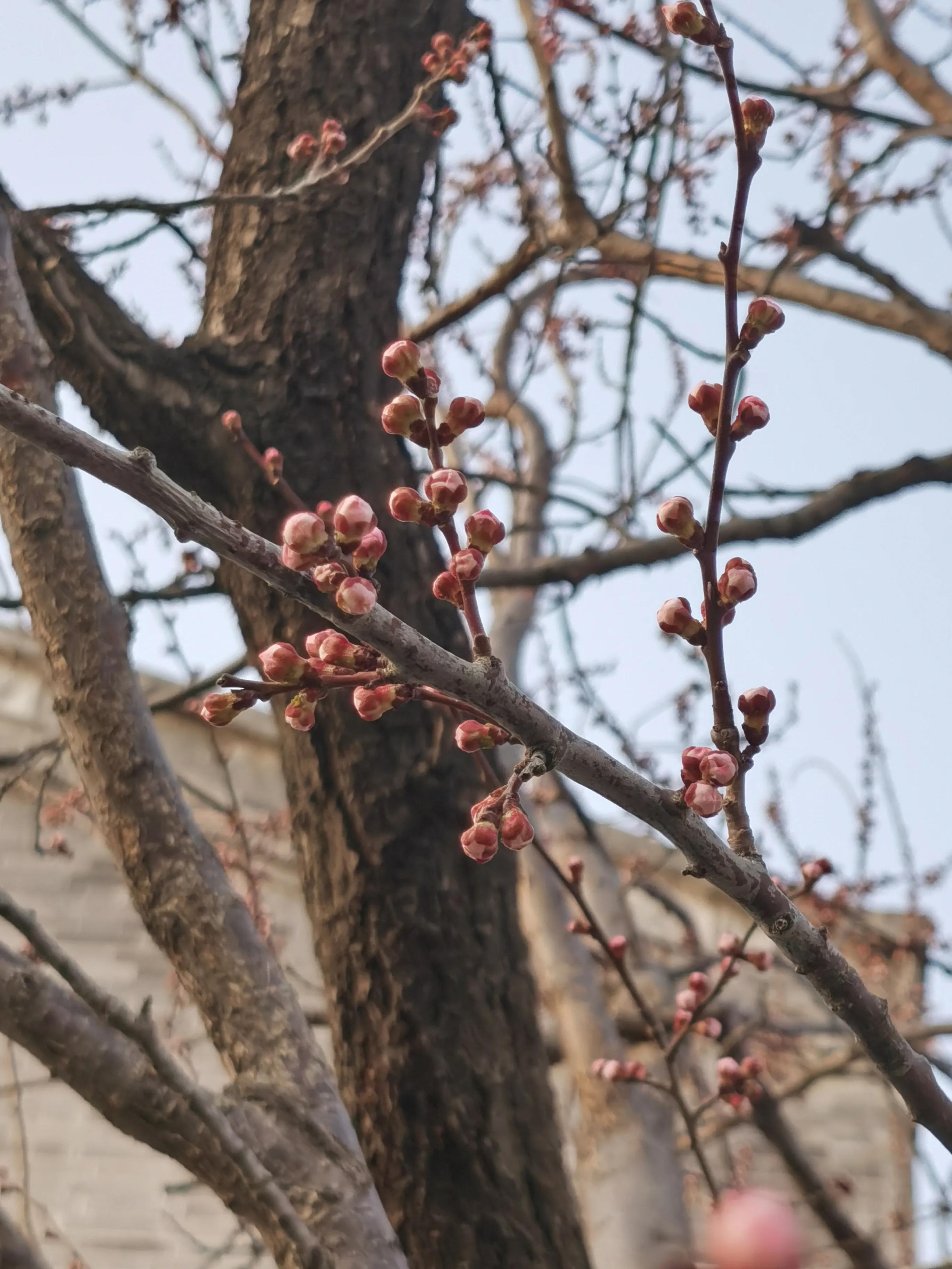 Ancient City Wufu Spring Morning - iMedia