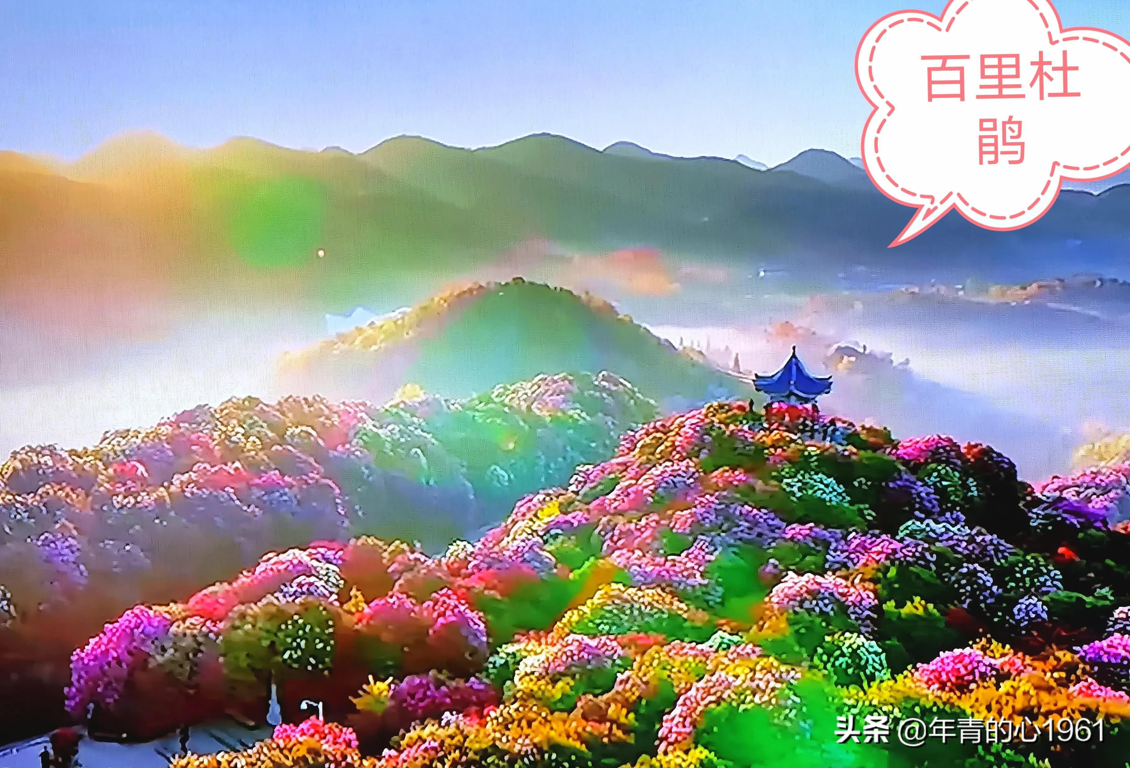 When and where the most beautiful "flower seas" in China bloom their ...