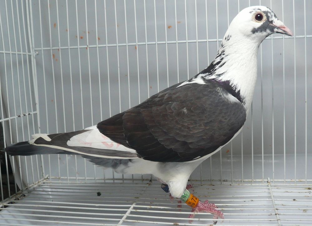 Pigeons without foot rings are bad? - iNEWS