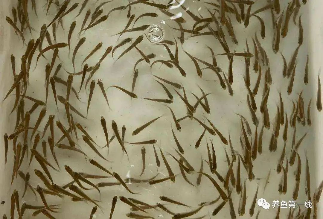 Fish fry practice net: help to improve the stress resistance and stress ...