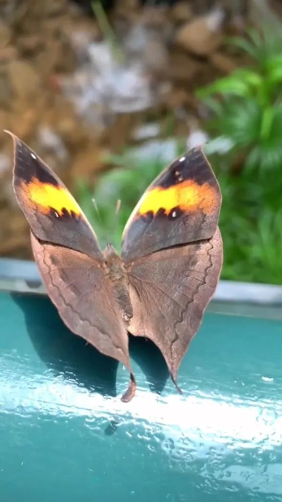 It is said that when a butterfly flaps its wings, there will be huge ...