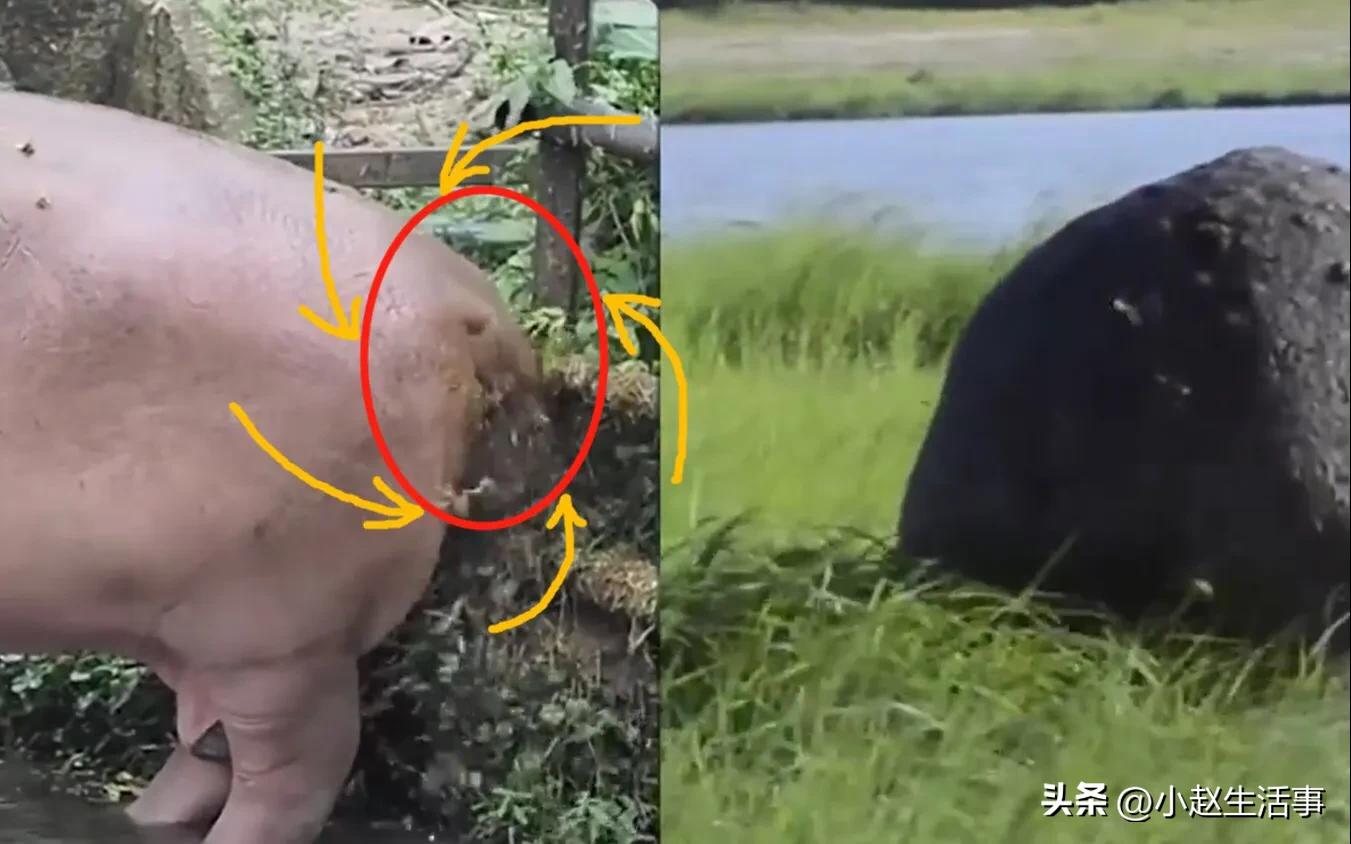 The animal that can "hold shit" the most in nature, the first place ...