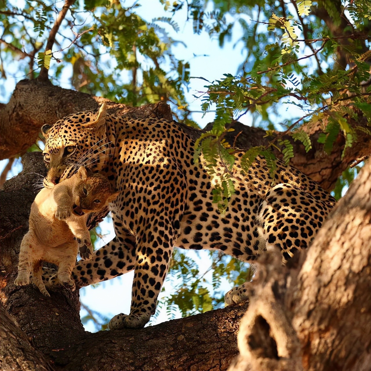 29 Rare Pictures Of Gecko Threatened To Grow Three Tails, Dinosaur ...