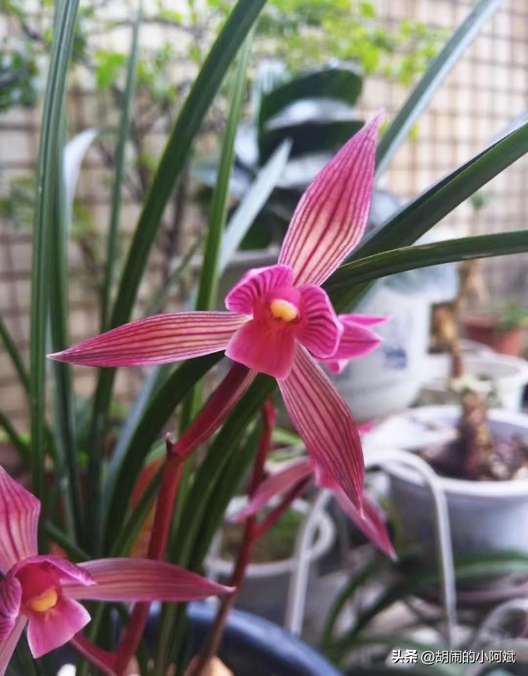 The once "sky-high price" red pigment can be seen everywhere now, but ...