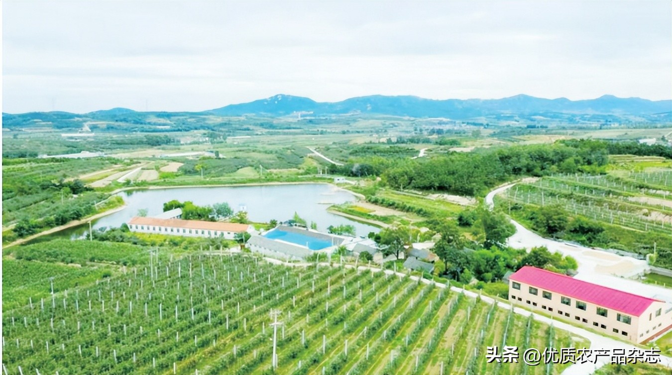 Organic apples grow under Kunyu Mountain - iMedia